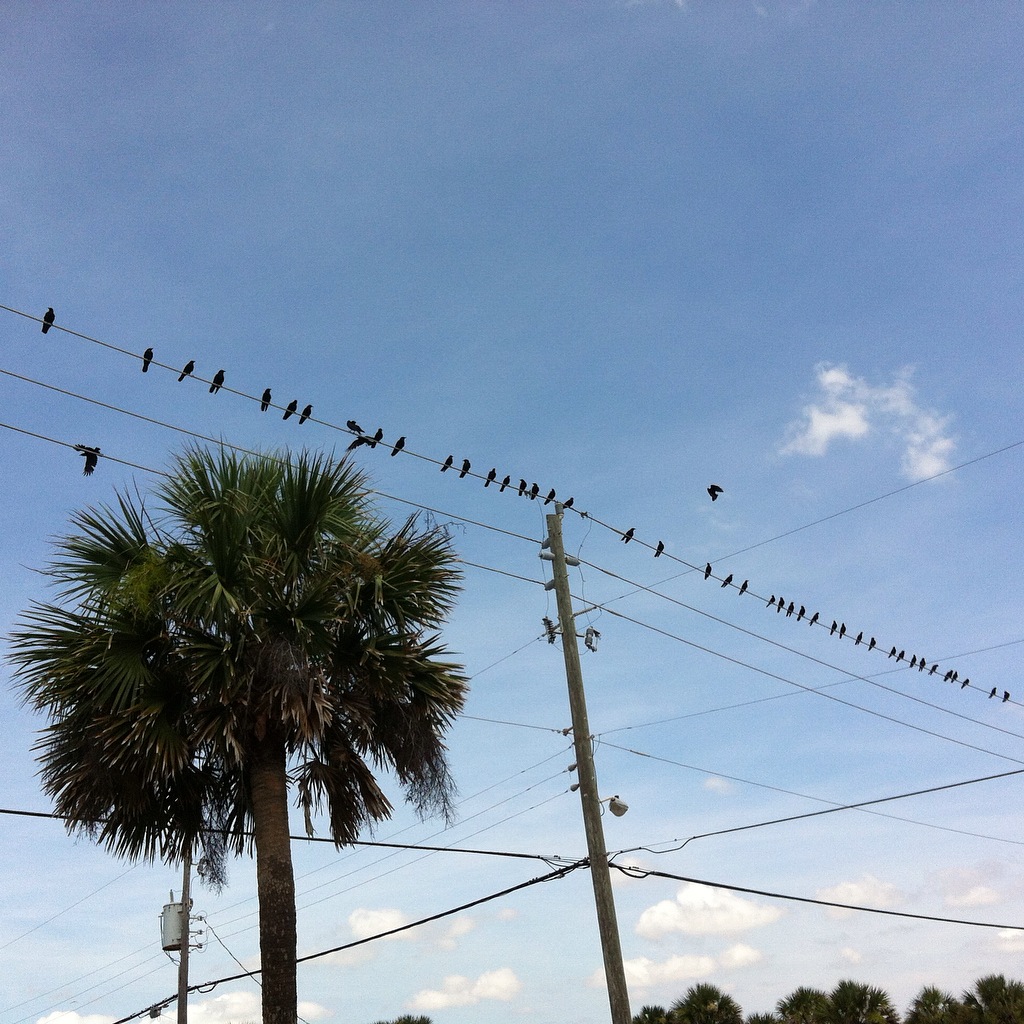 Line of crows | Jamaican Journal